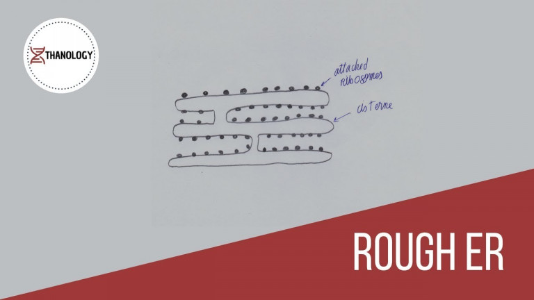 How To Draw Rough Endoplasmic Reticulum (Histology) inside Endoplasmic ... How To Draw Rough Endoplasmic Reticulum (Histology) inside Endoplasmic ...